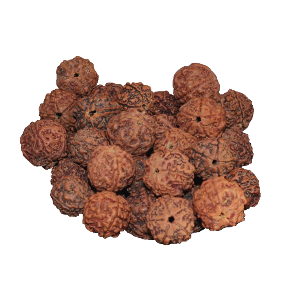 Rudraksha – Rudrakša semena, 2cm | Kimspirational